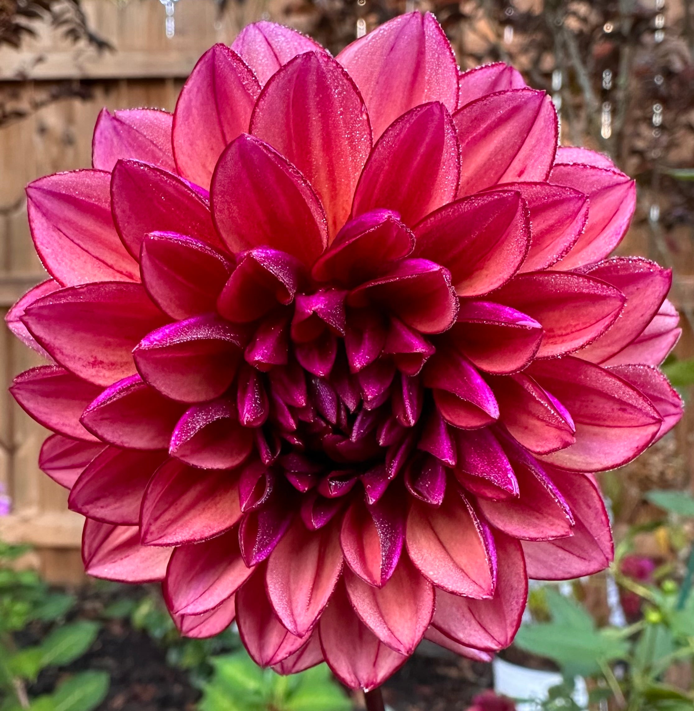 Molly Raven (LIMIT ONE) – Rosie's Flower Farm